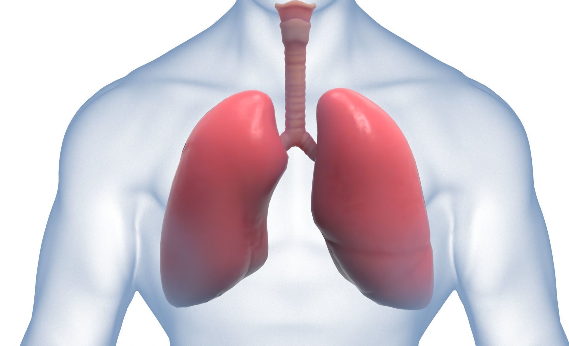 Respiratory System 3D model animated | CGTrader