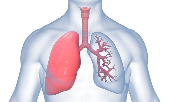 Respiratory System 3D model animated | CGTrader