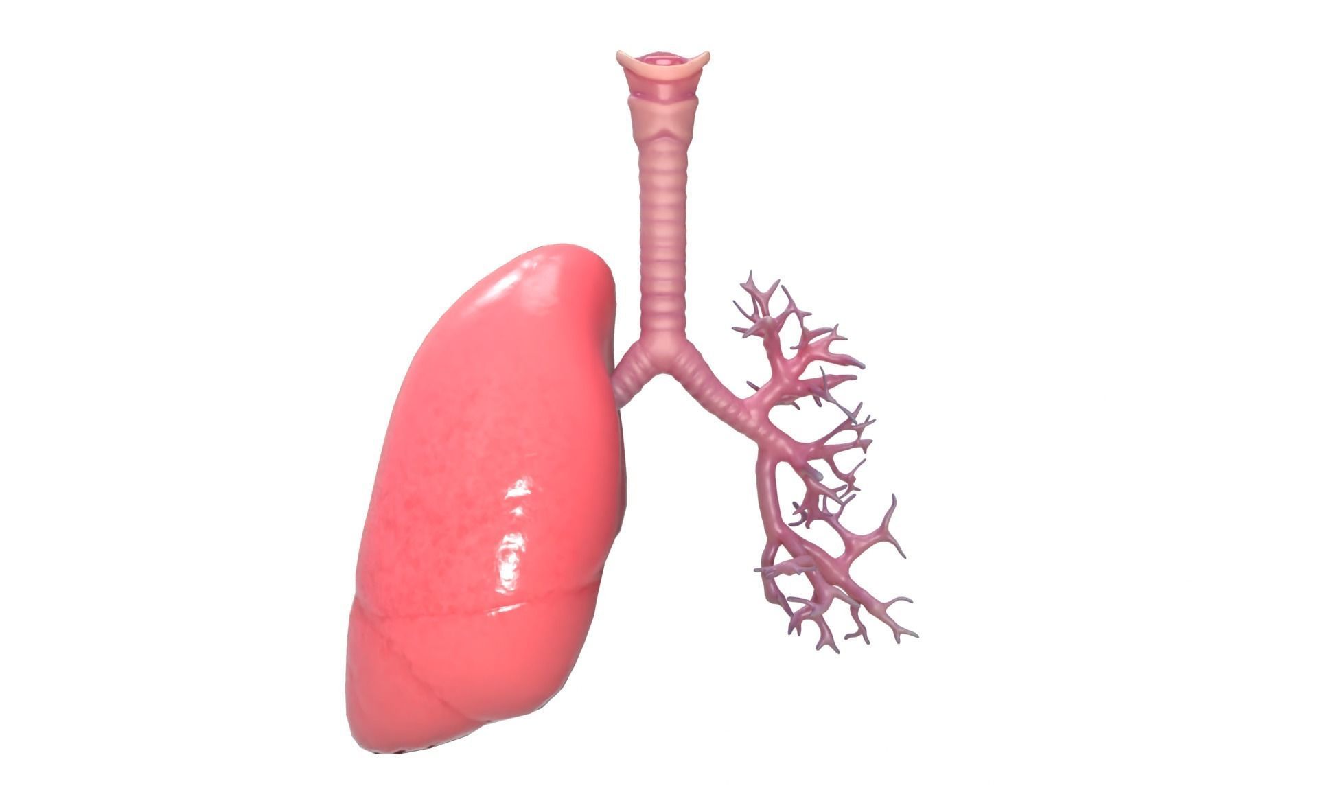 Respiratory System 3D model animated | CGTrader