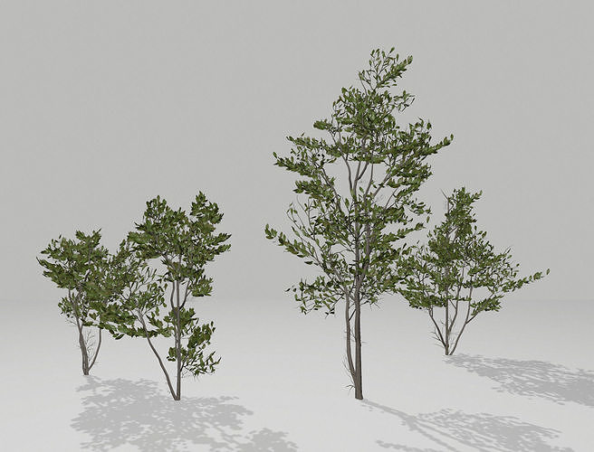 3D model Little trees VR / AR / low-poly | CGTrader