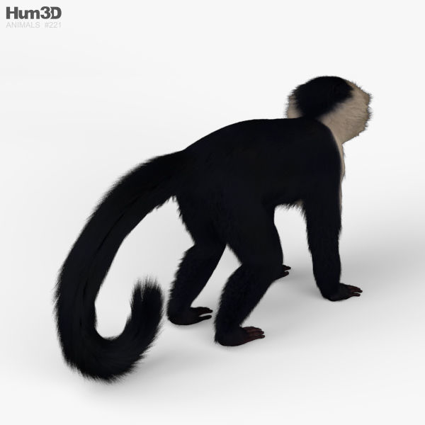 Capuchin HD 3D model | CGTrader