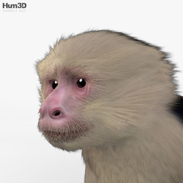 Capuchin HD 3D model | CGTrader