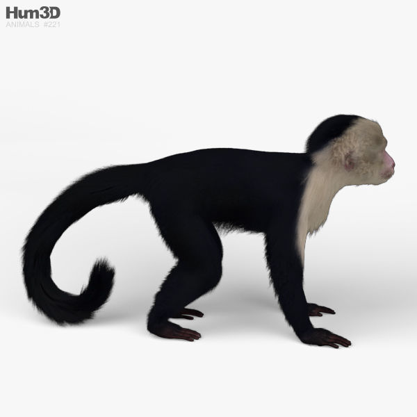 Capuchin HD 3D model | CGTrader