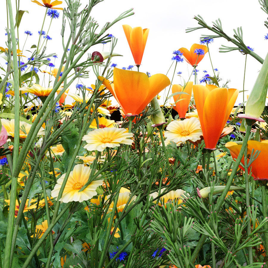 Forest Pack Library For FstormRender-unofficial 3D model | CGTrader