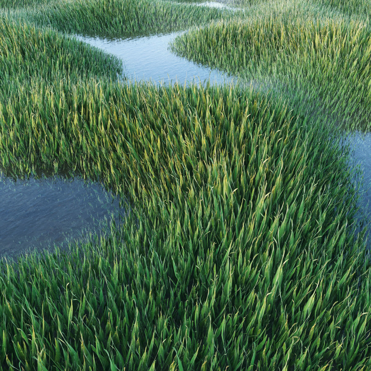 3D model Grass Low Poly 1 VR / AR / low-poly | CGTrader