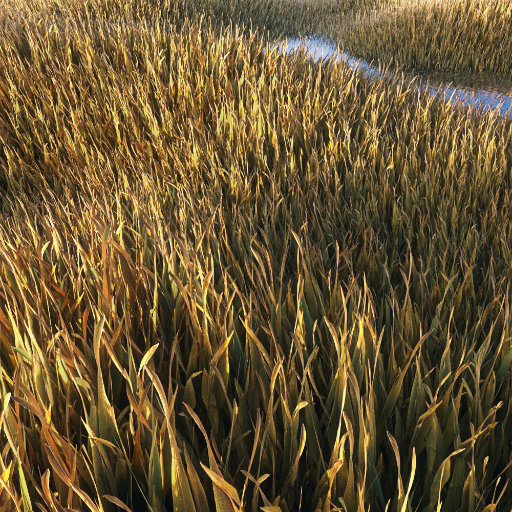 3D model Grass Low Poly 5 VR / AR / low-poly | CGTrader