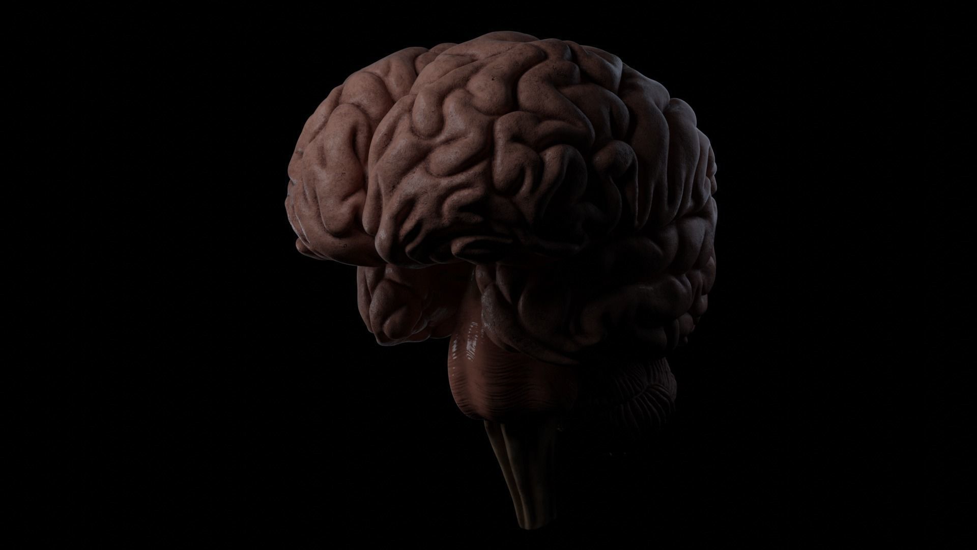 High Resolution 8k Human Brain System Pack Premium 3D model | CGTrader