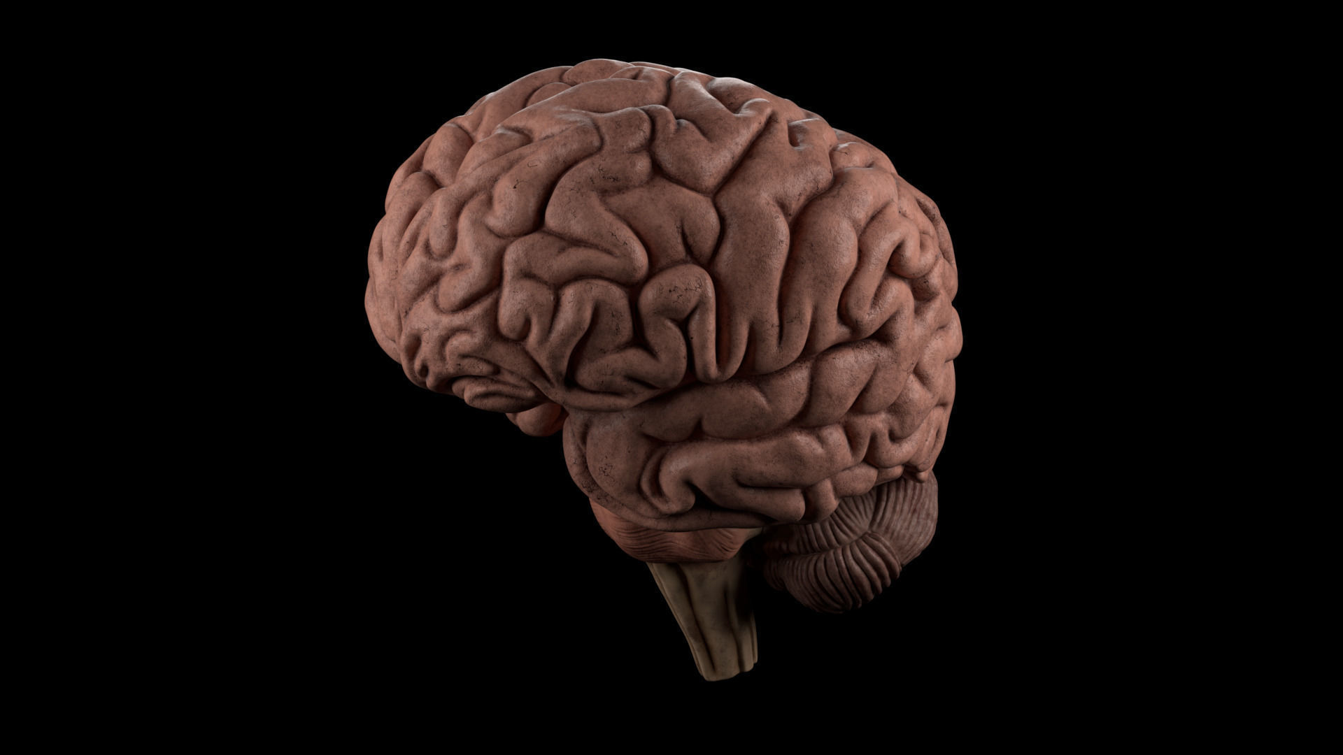High Resolution 8k Human Brain System Pack Premium 3D model | CGTrader