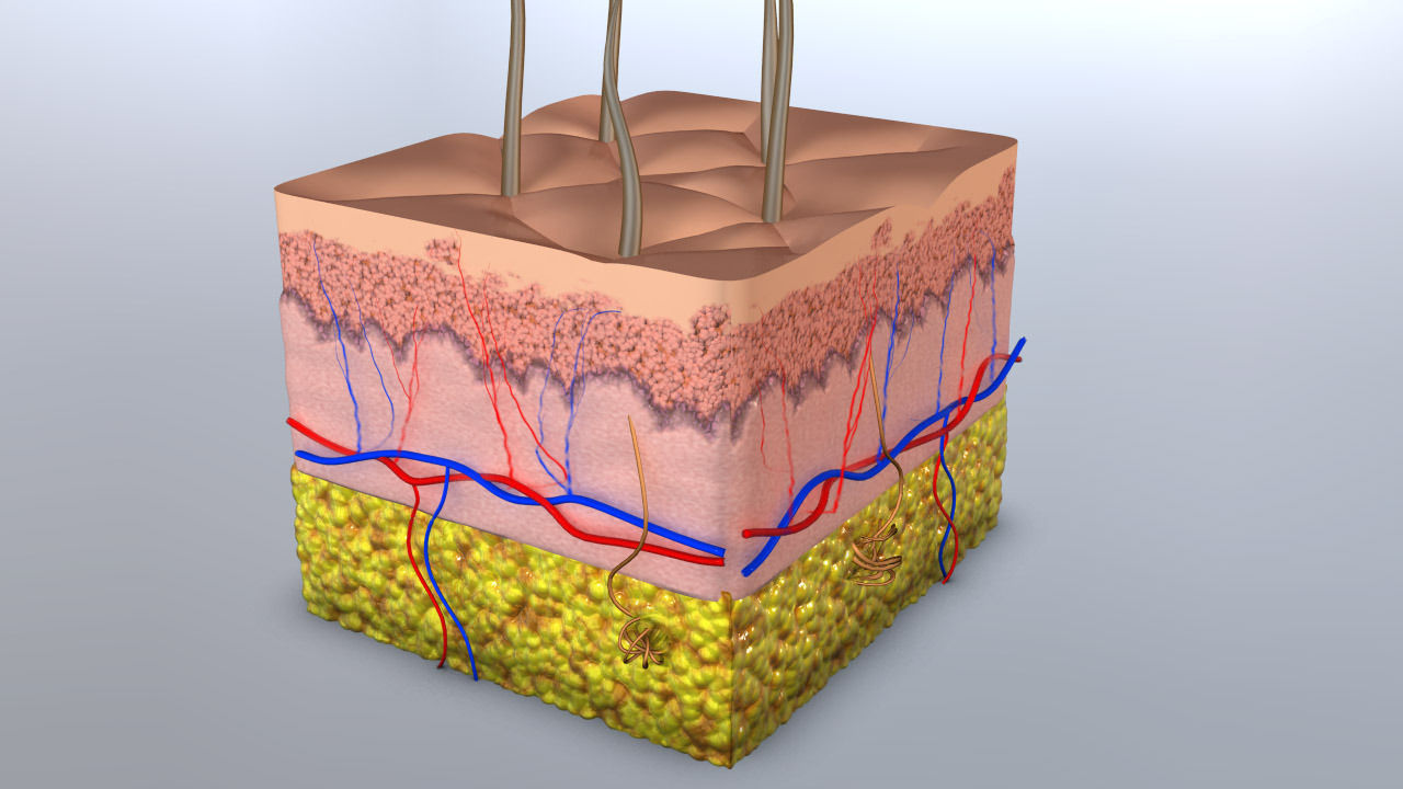 Skin Cross-section 3D model animated rigged | CGTrader