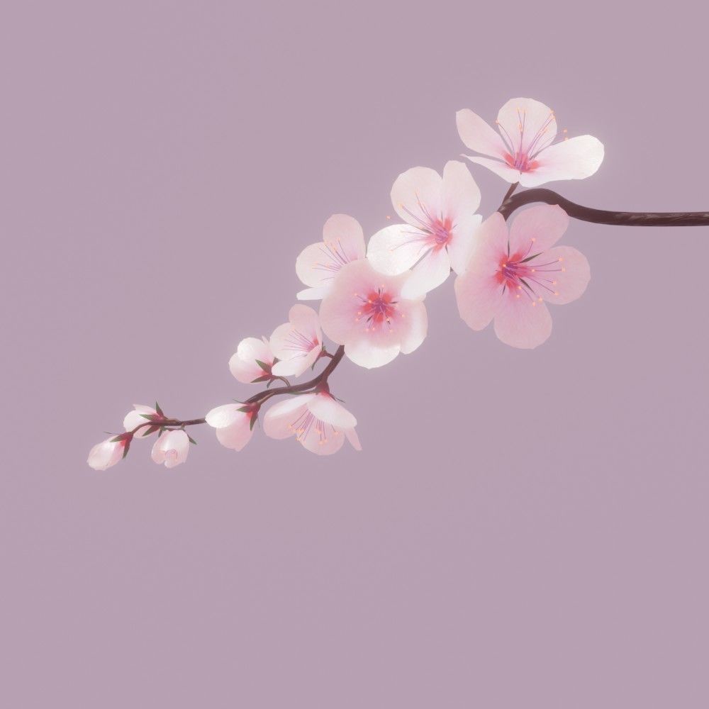 cherry blossom branch animation 3D model animated rigged | CGTrader