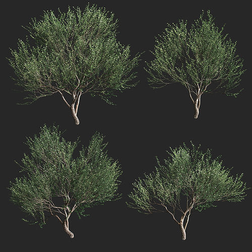 Set of olive trees - 4 models 3D model | CGTrader