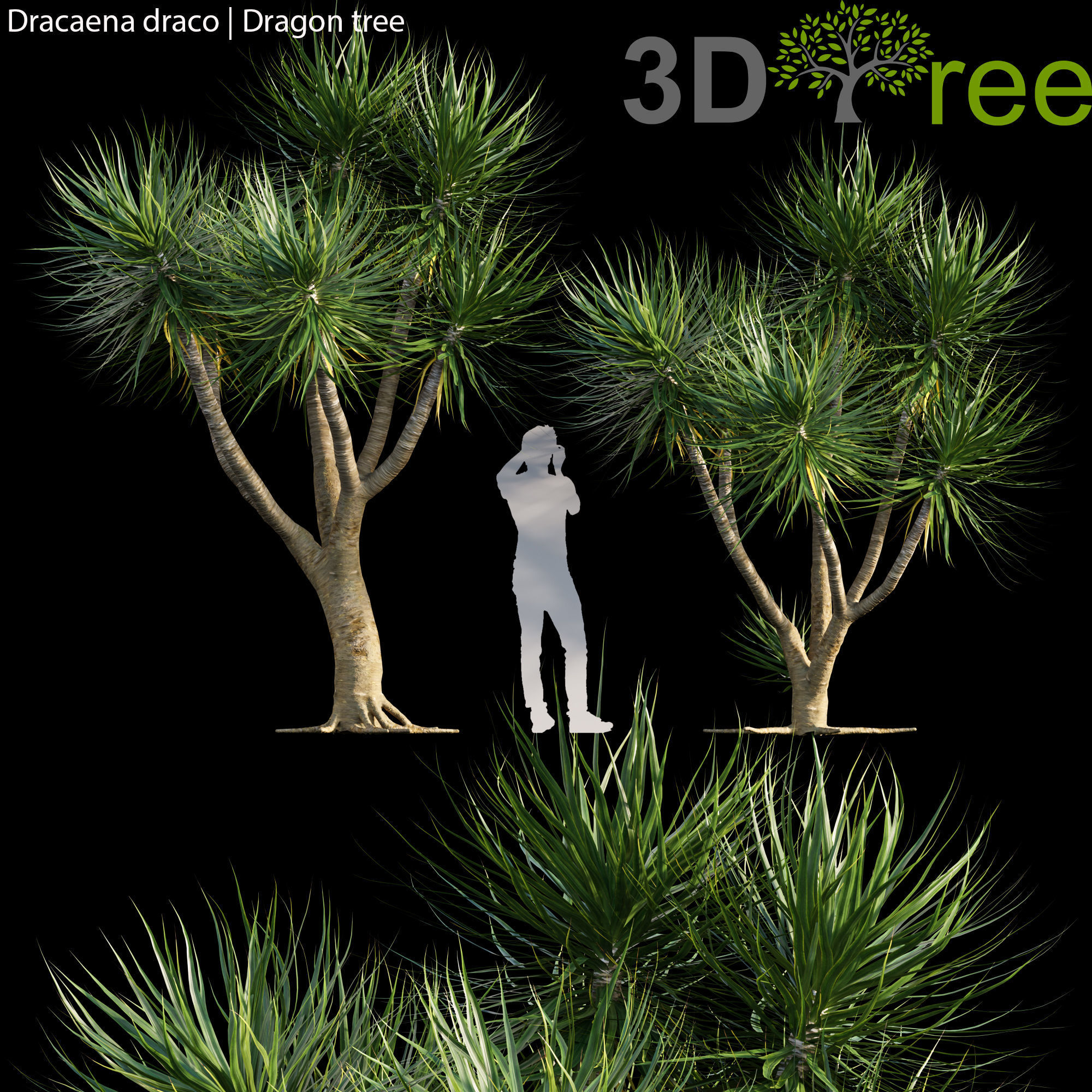 Dracaena draco - Dragon tree 03 3D model | CGTrader