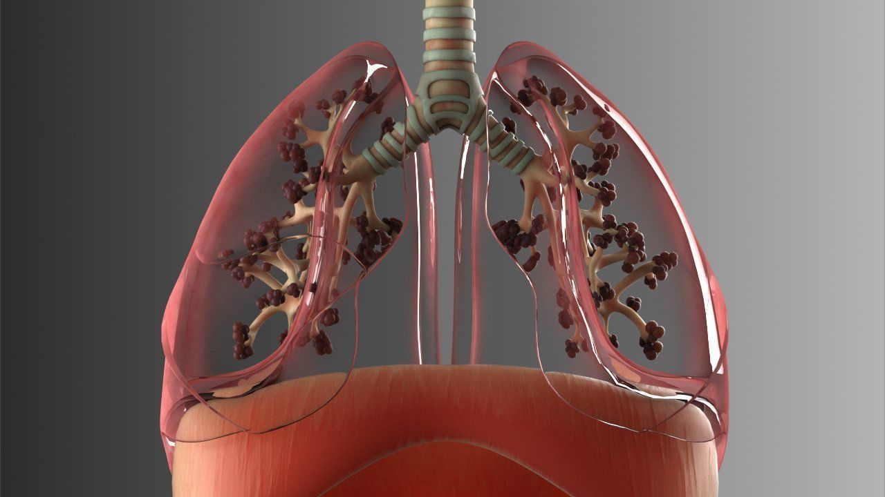 Lungs Animated 3D model animated | CGTrader