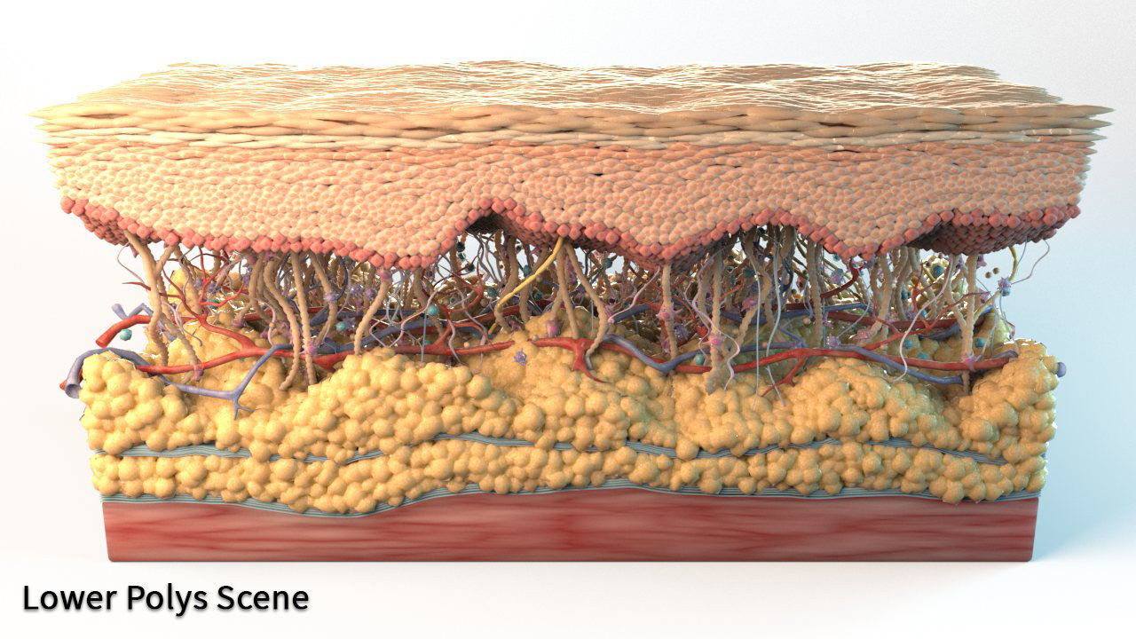 Skin Cross Section 3D model | CGTrader