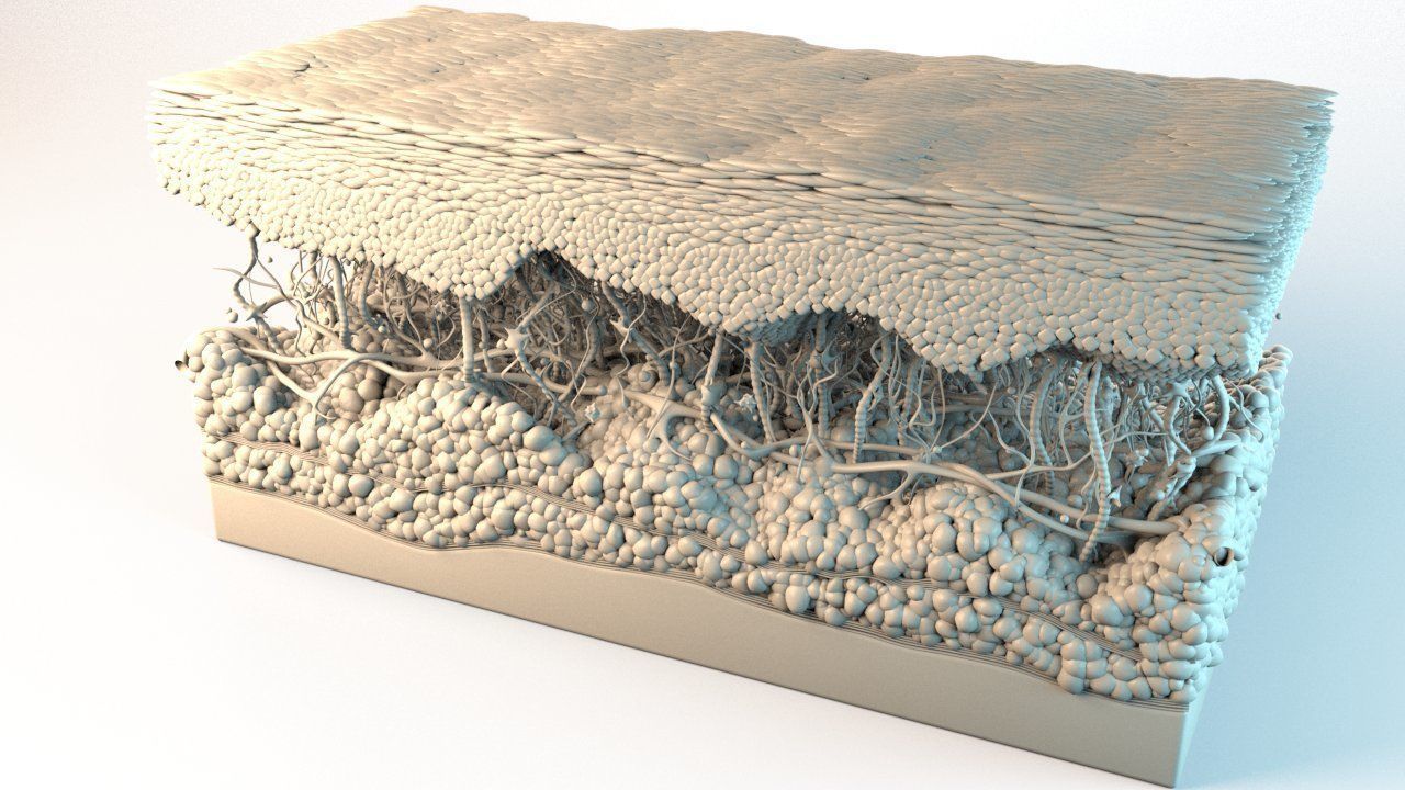 Skin Cross Section 3D model | CGTrader