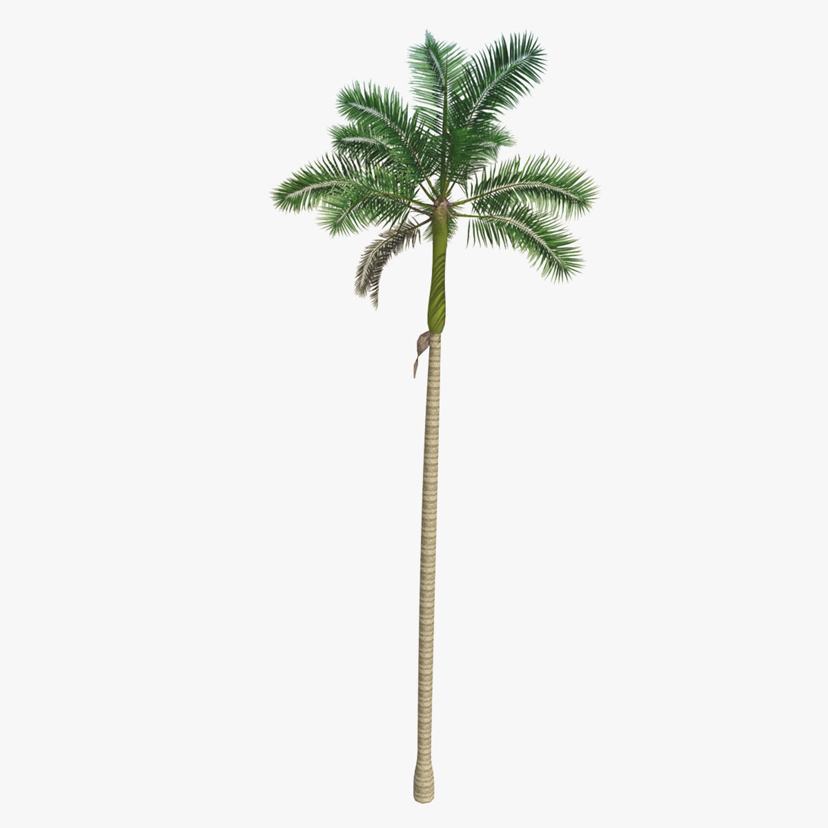 3D model Florida Royal palm tree 01 - Low Poly VR / AR / low-poly ...