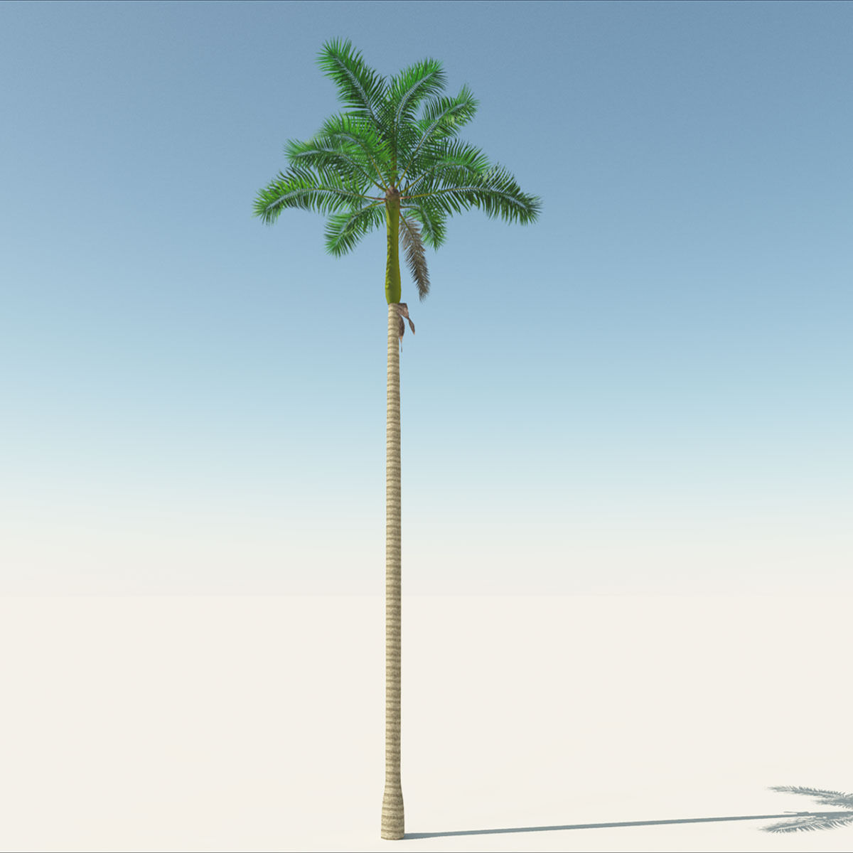 3D model Florida Royal palm tree 01 - Low Poly VR / AR / low-poly ...