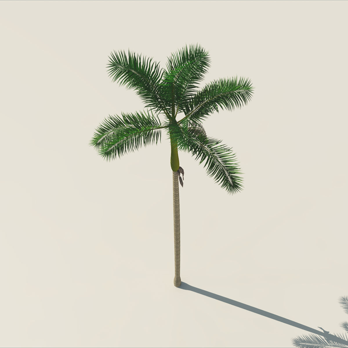 3D model Florida Royal palm tree 01 - Low Poly VR / AR / low-poly ...