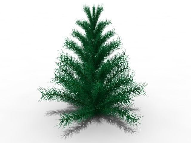 fir tree 3D model | CGTrader