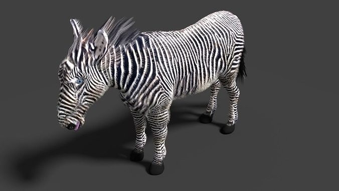 zebra 3D model | CGTrader