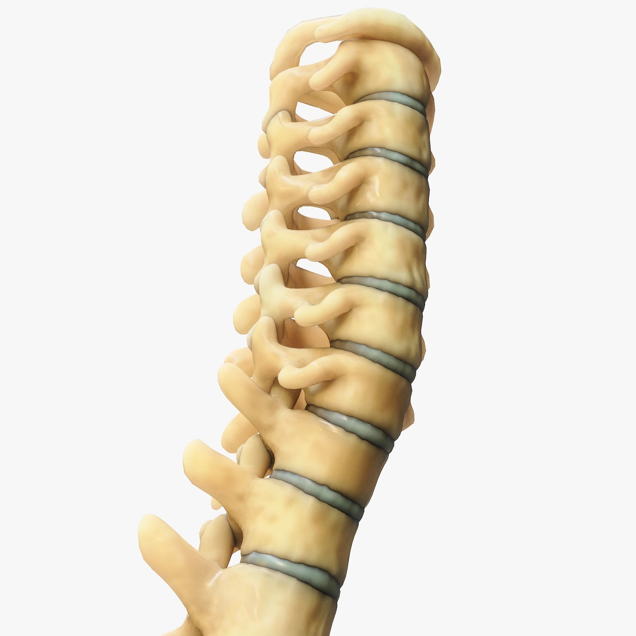 Spine Anatomy 3D model | CGTrader