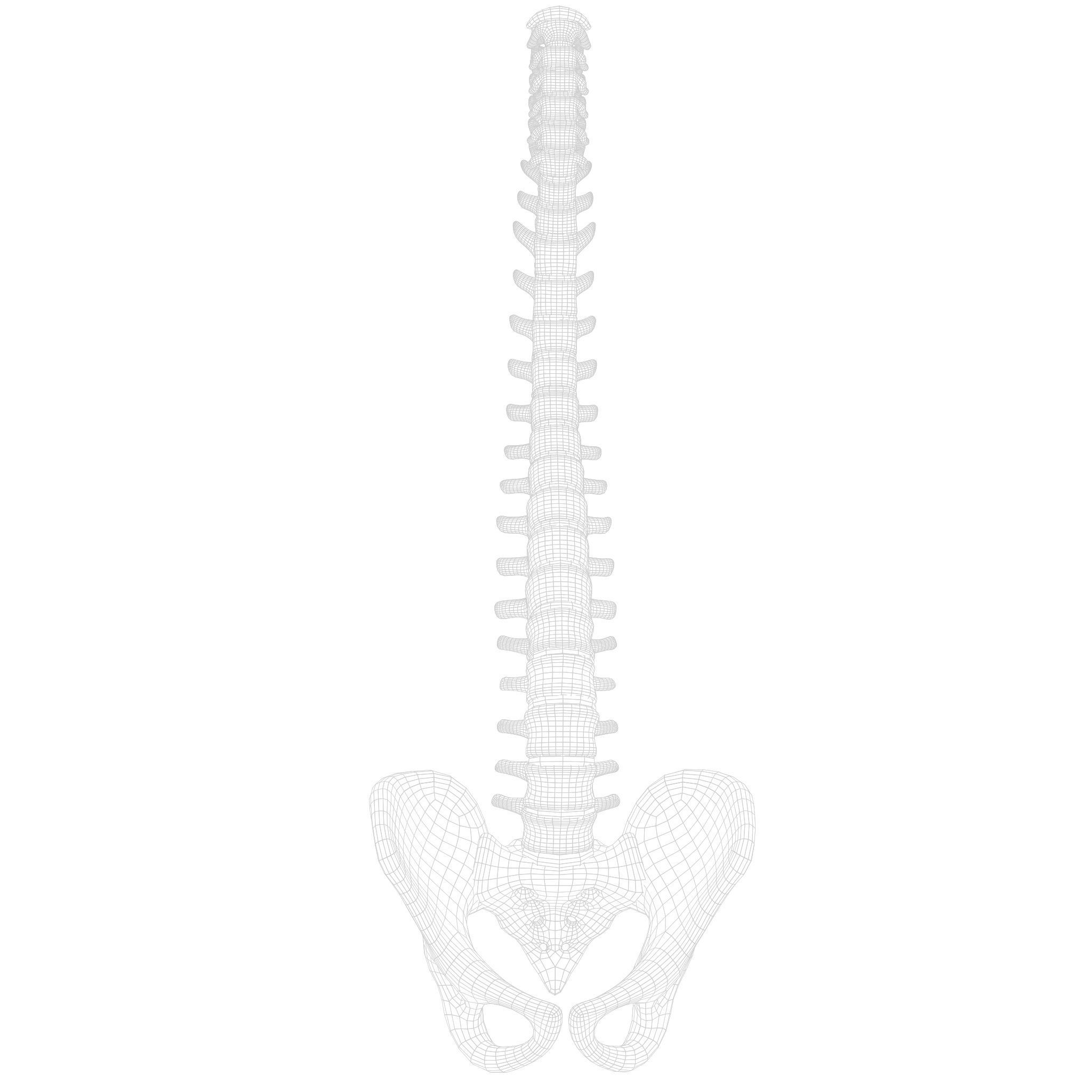 Spine Anatomy 3D model | CGTrader