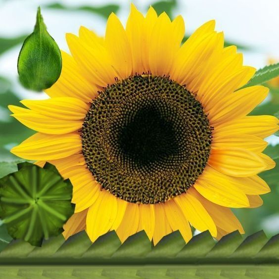 sunflower 3D model animated rigged | CGTrader