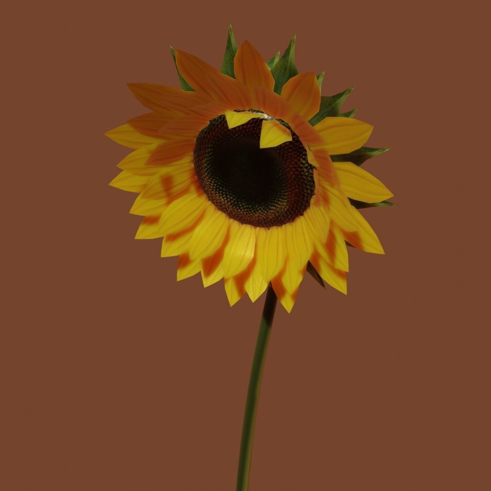 sunflower 3D model animated rigged | CGTrader