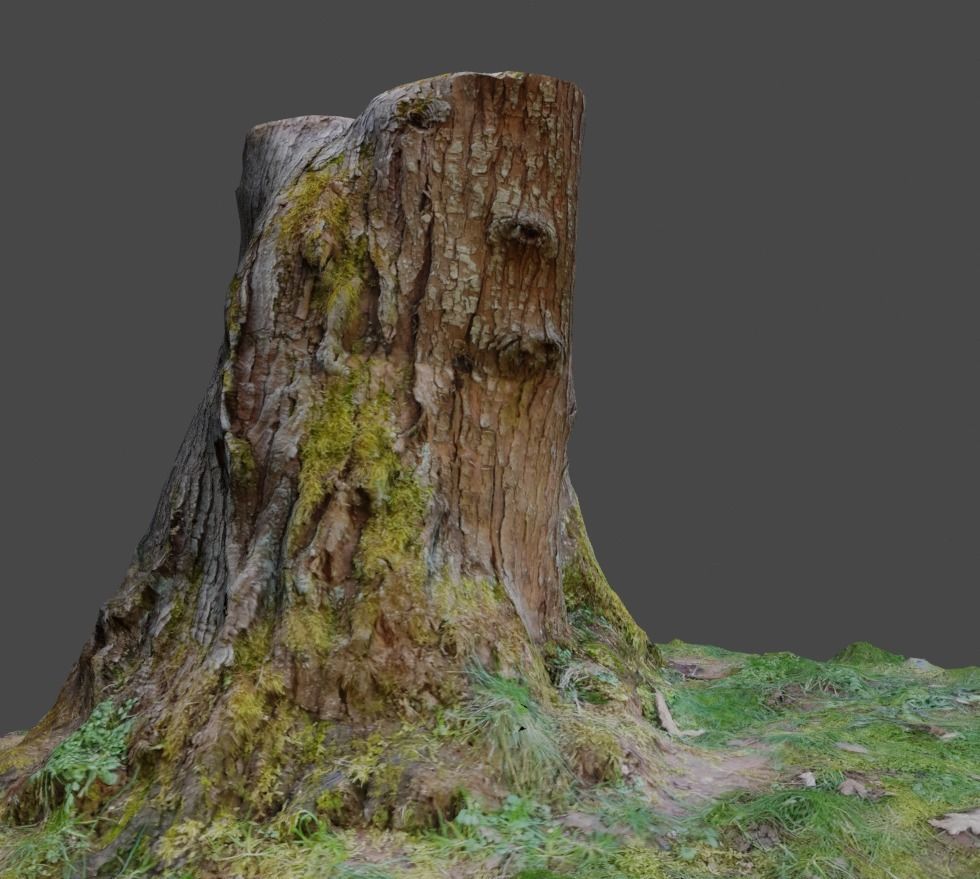3D model 3D Scanned Tree Stumps VR / AR / low-poly | CGTrader