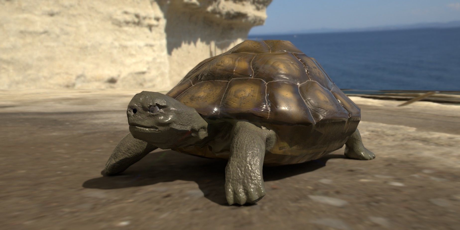 low-poly Turtle low poly for CG model | CGTrader