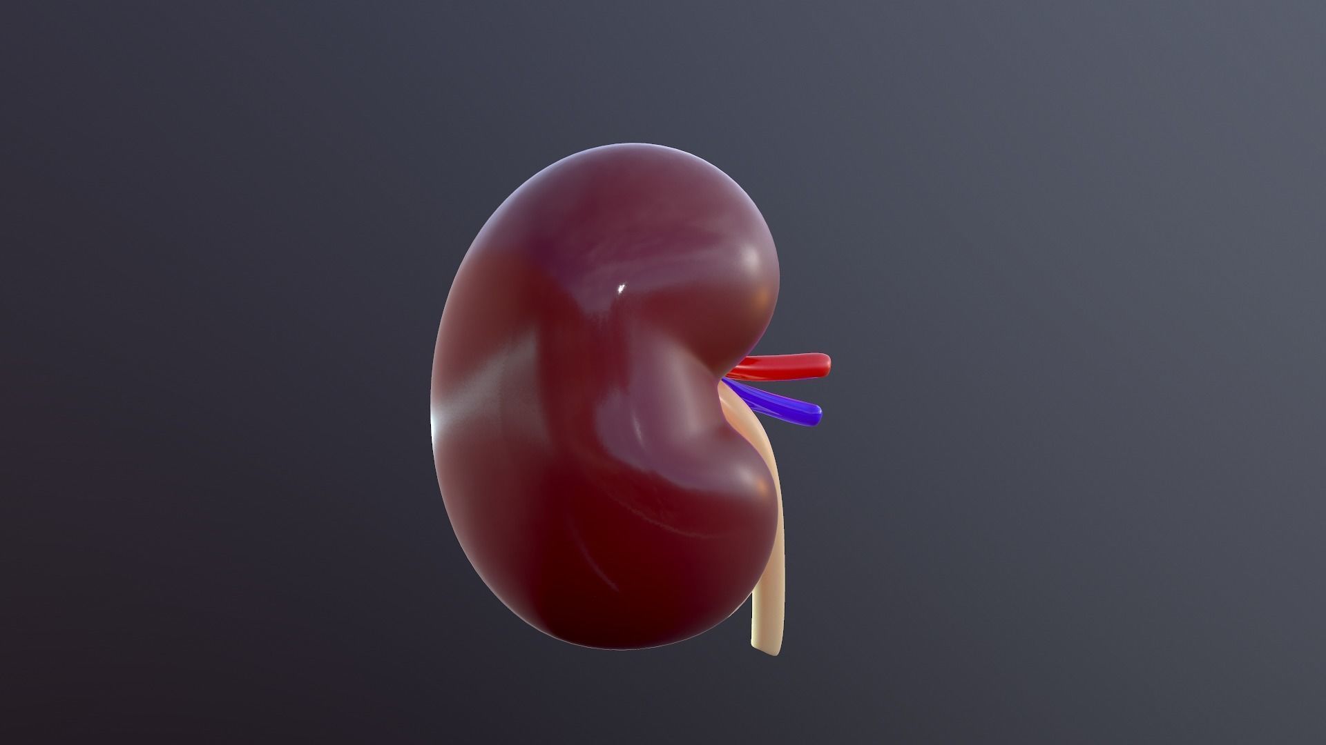 Human Kidney 3D model | CGTrader