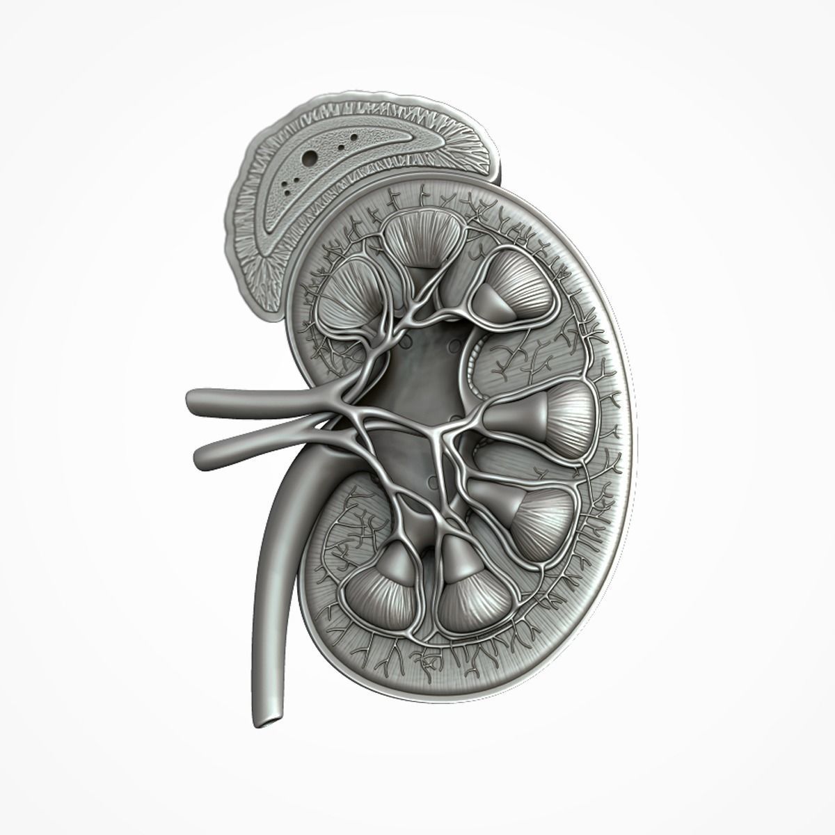 Human Kidney 3D model | CGTrader