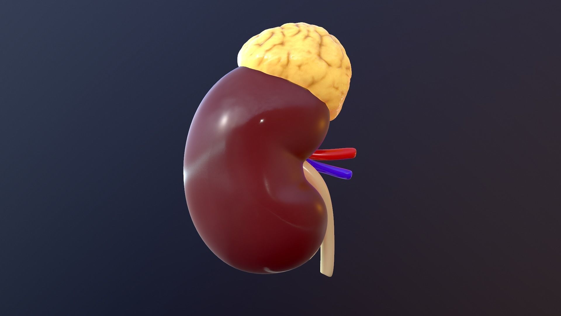 Human Kidney 3D model | CGTrader