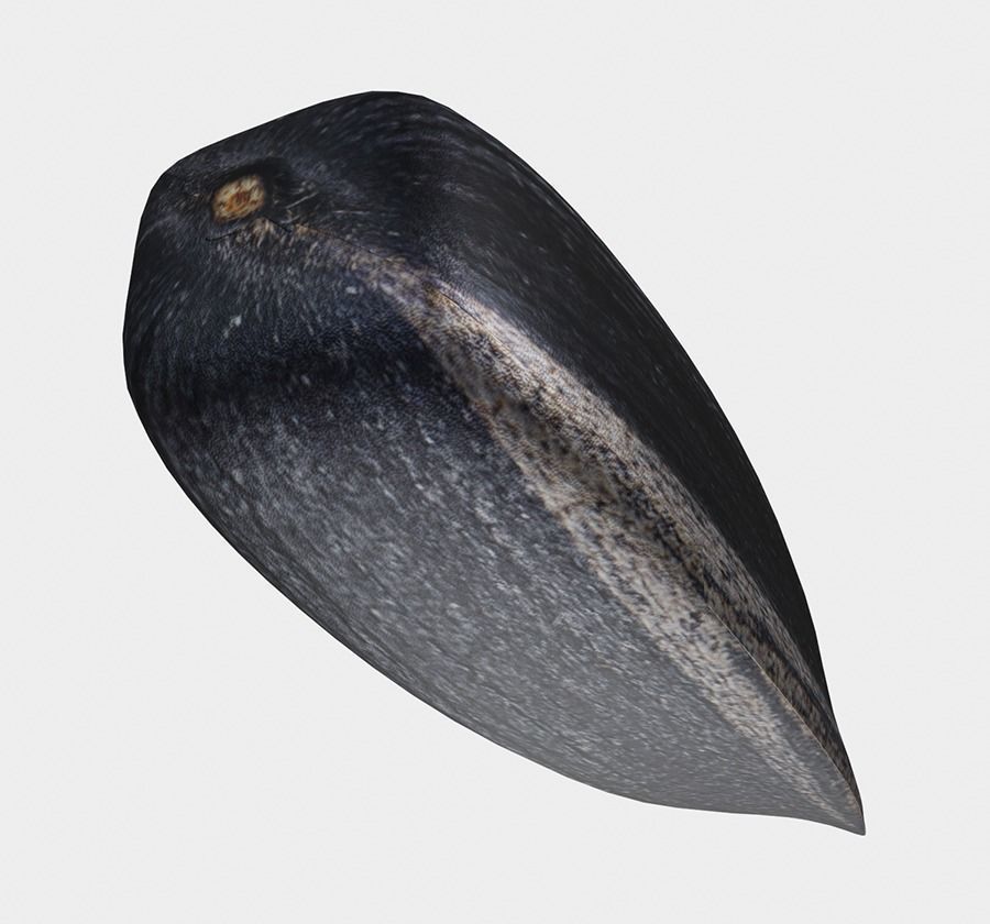 3D model Cracked Sunflower Seed Low-poly 3D model VR / AR / low-poly ...