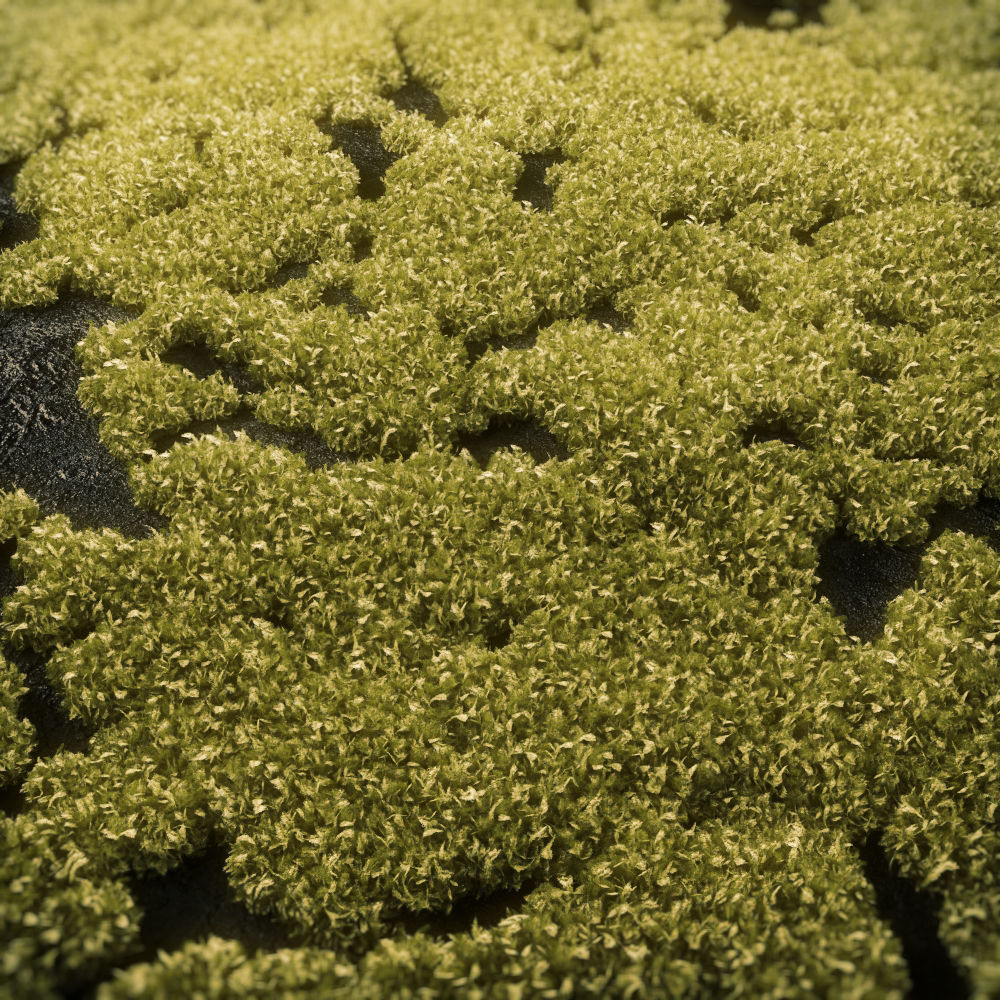 3D model Moss Low Poly 3 VR / AR / low-poly | CGTrader