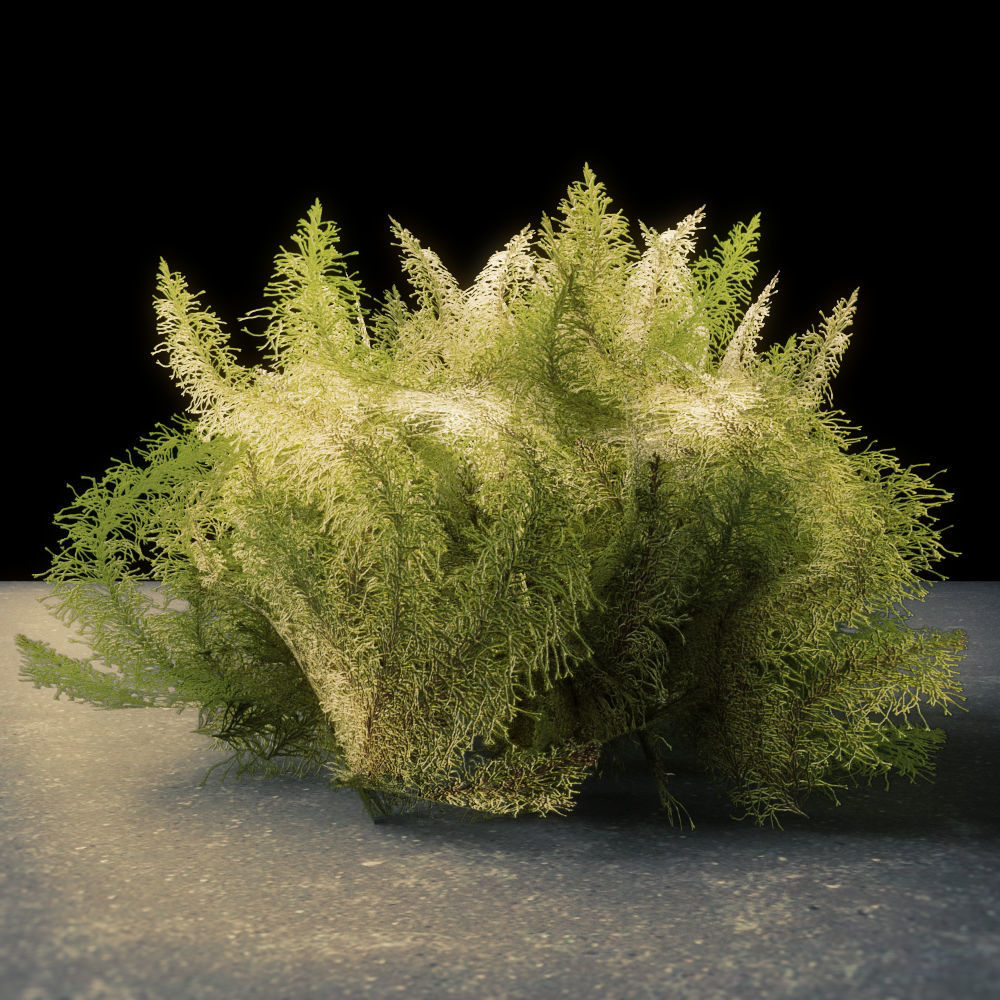 3D model Moss Low Poly 8 VR / AR / low-poly | CGTrader