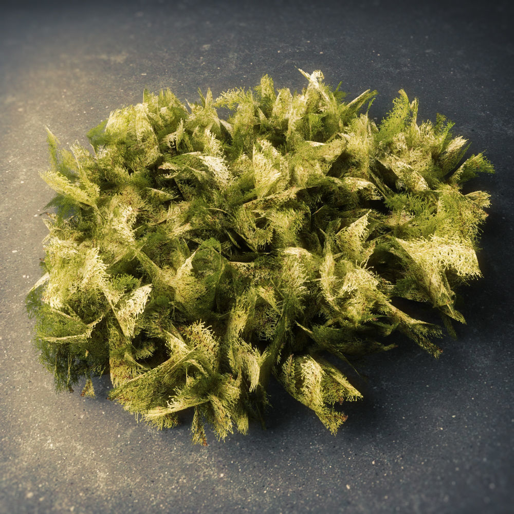 3D model Moss Low Poly 10 VR / AR / low-poly | CGTrader