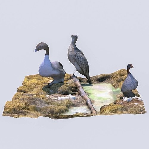 Bird display 2 3D model | CGTrader
