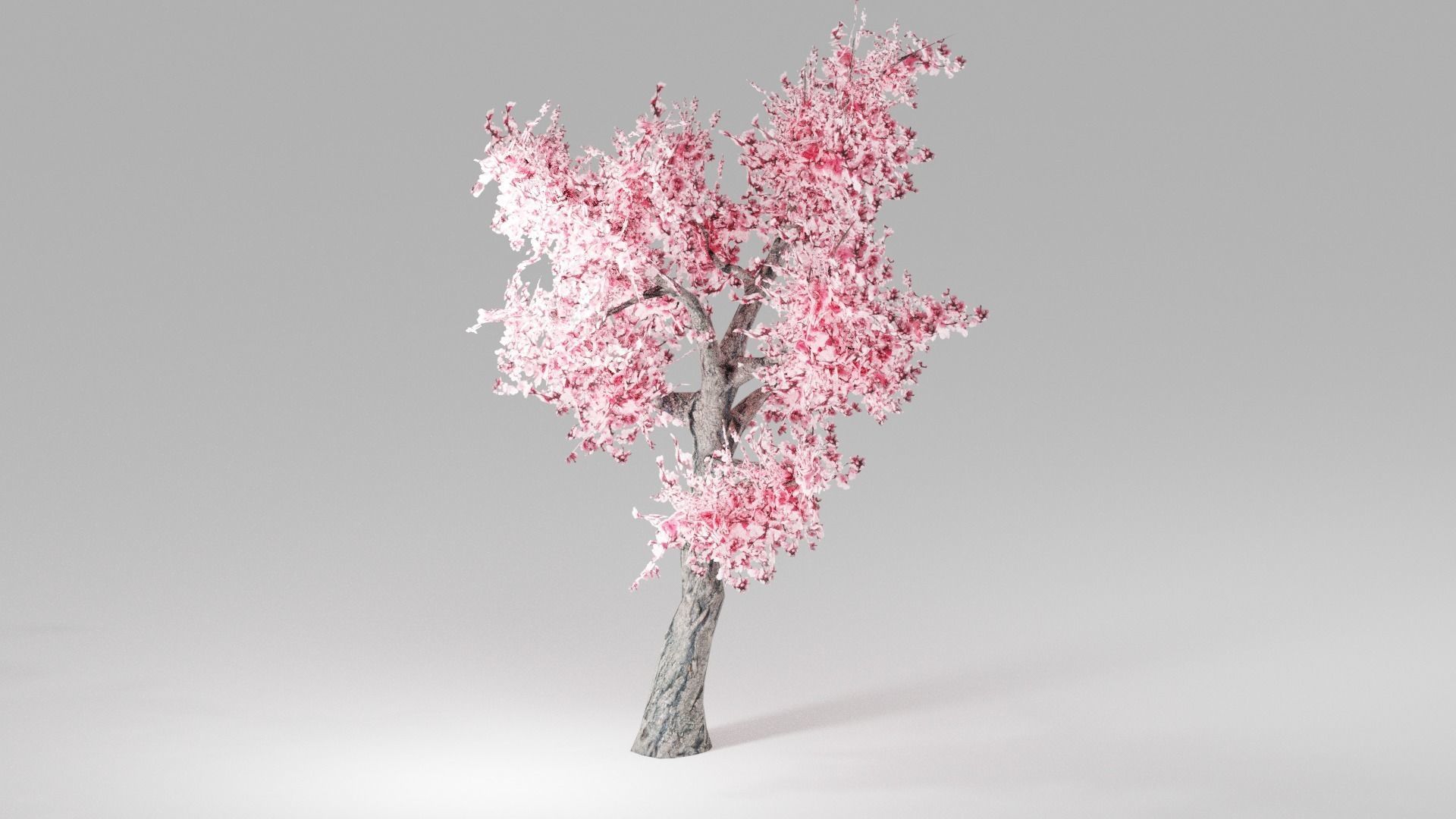 3D model Sakura Tree VR / AR / low-poly | CGTrader