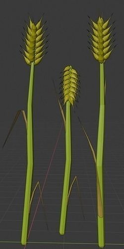 Lowpoly wheat model plant free VR / AR / low-poly 3D model | CGTrader