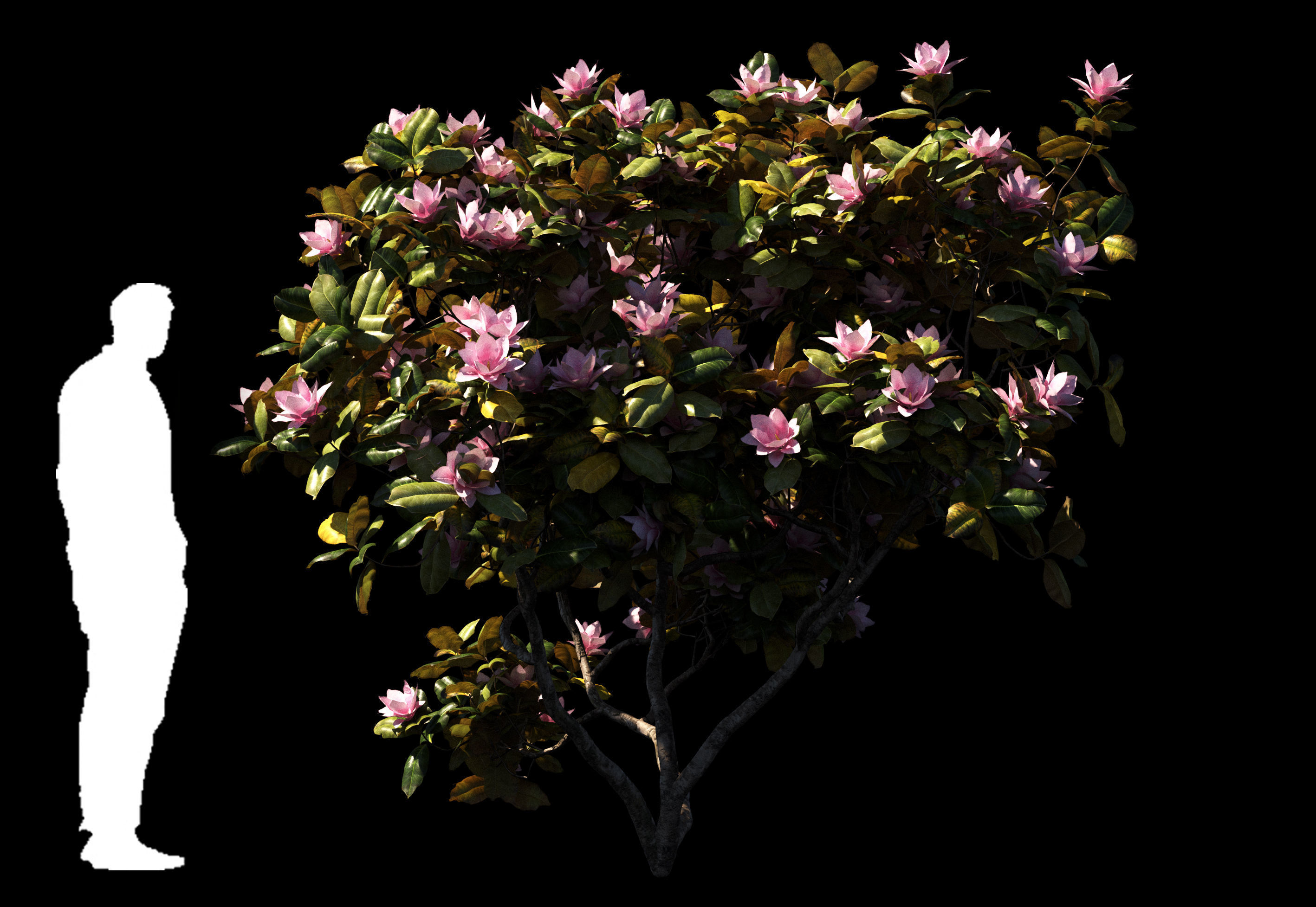 Magnolia All Pack 20 tree models 3D model | CGTrader