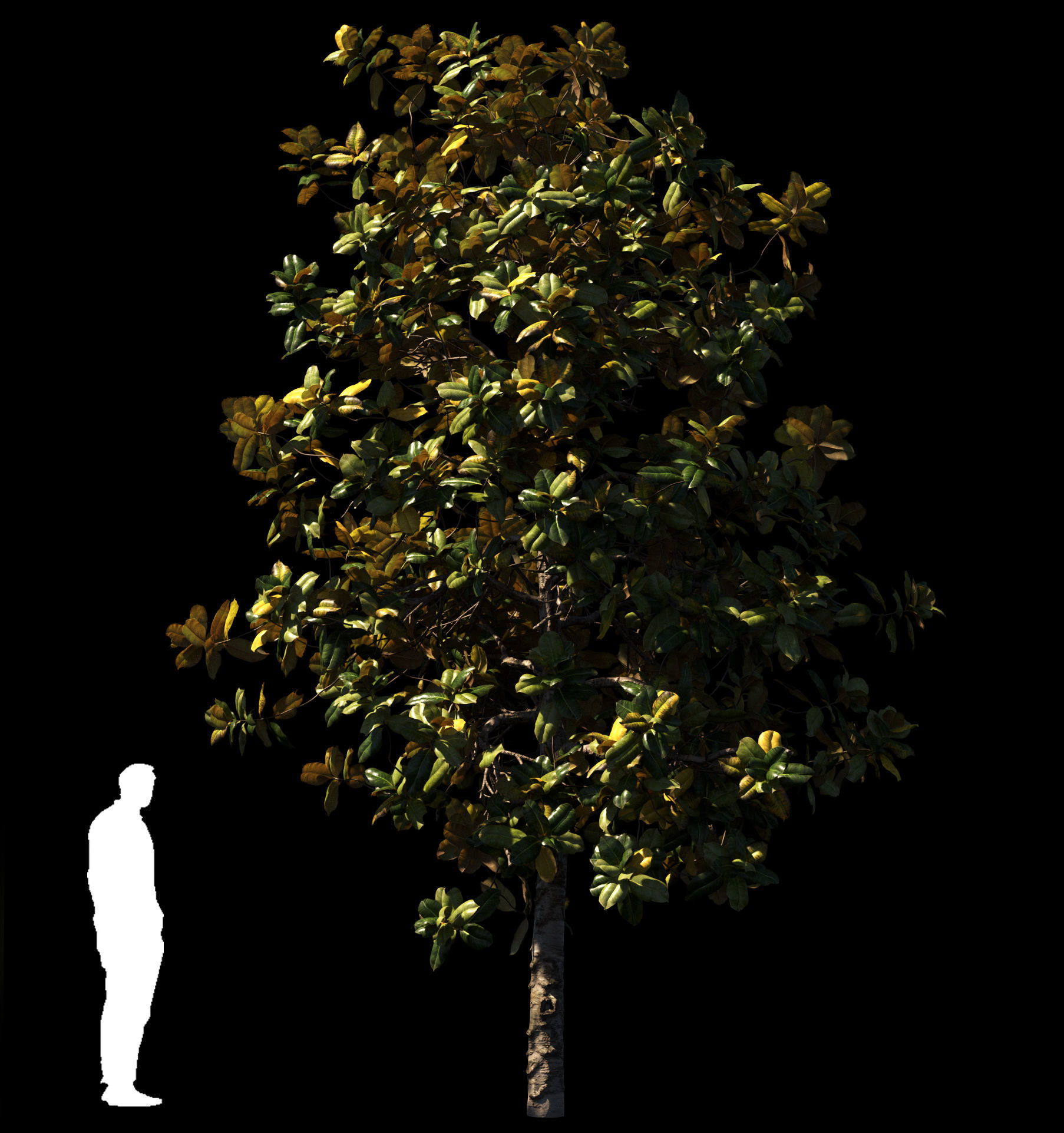Magnolia All Pack 20 tree models 3D model | CGTrader