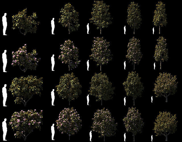 Magnolia All Pack 20 tree models plus GrowFX files 3D model | CGTrader