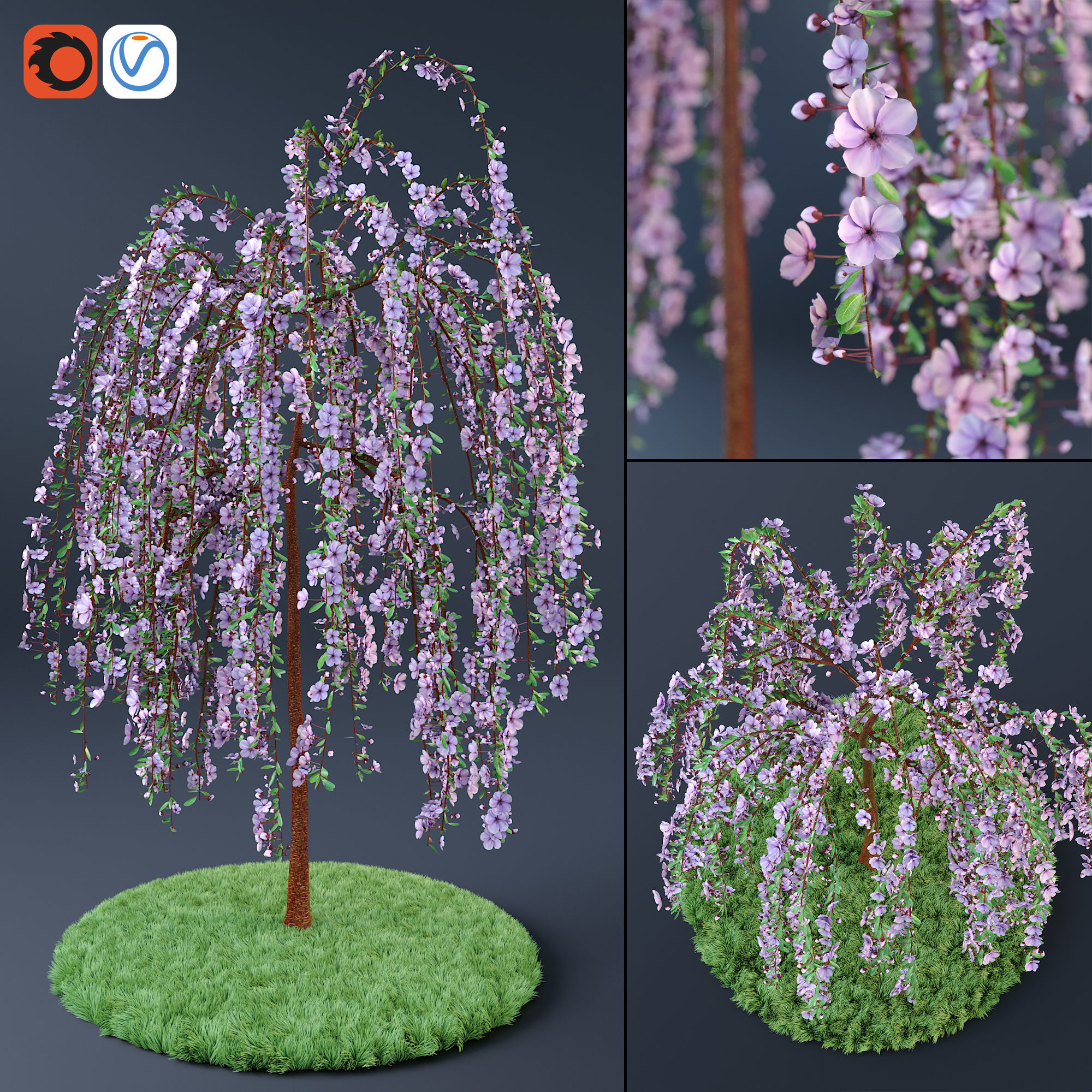 Blossom Cherry Tree 3D model | CGTrader