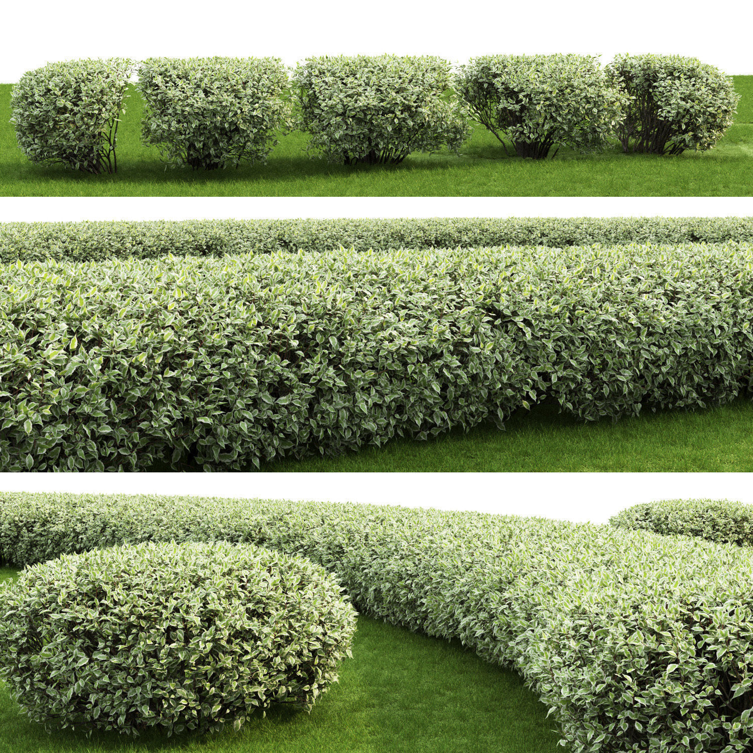 Cornus Elegantissima Hedge 3D model | CGTrader