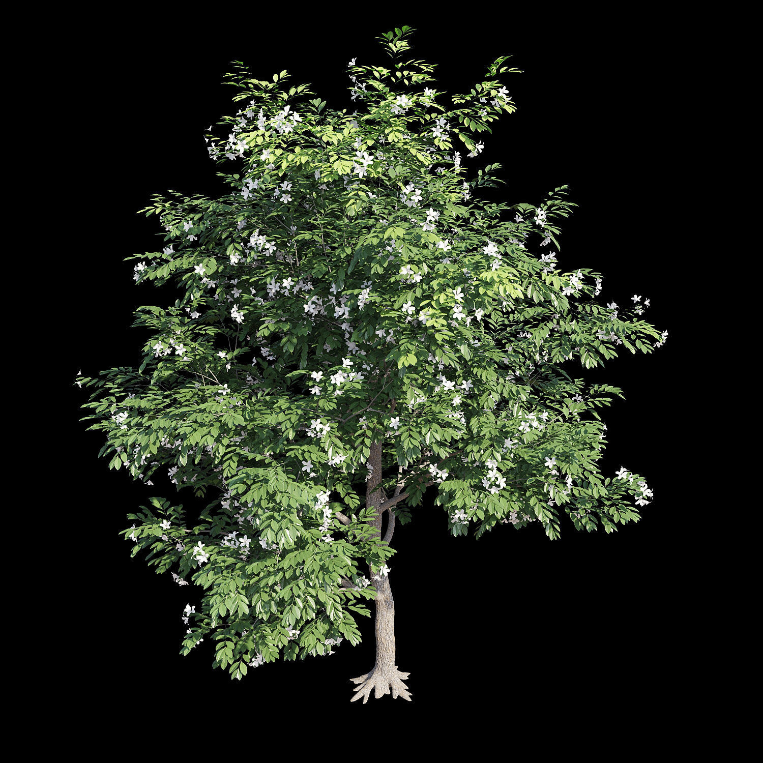 Murraya paniculata tree 3D model | CGTrader