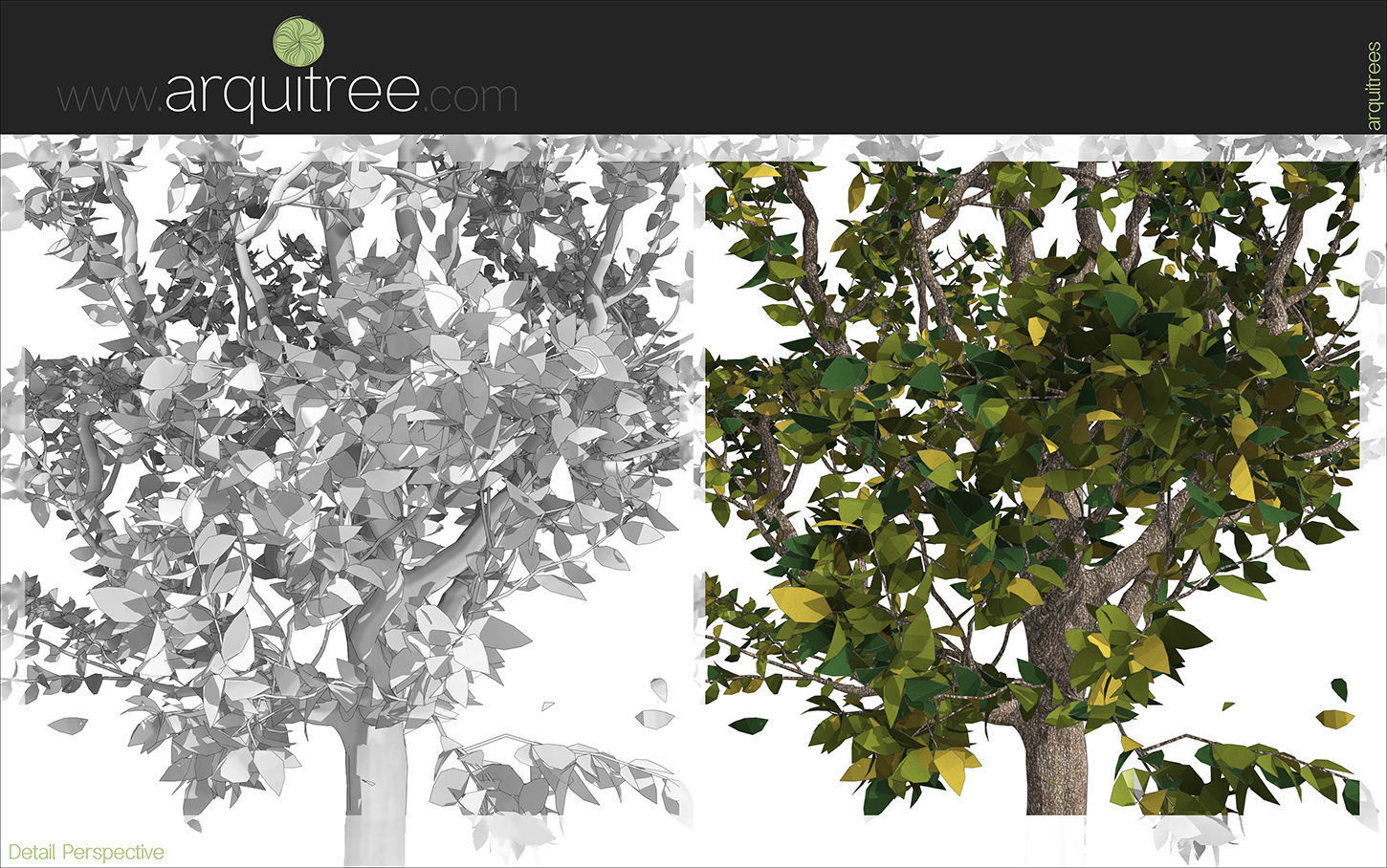 Revit scalable and detailed tree arquitree22 detailed 3D model | CGTrader