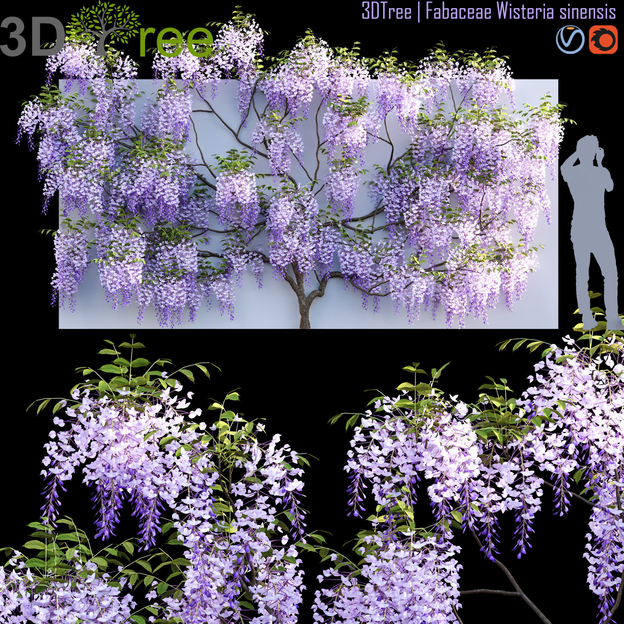 3D Fabaceae - Wisteria sinensis 06 | CGTrader