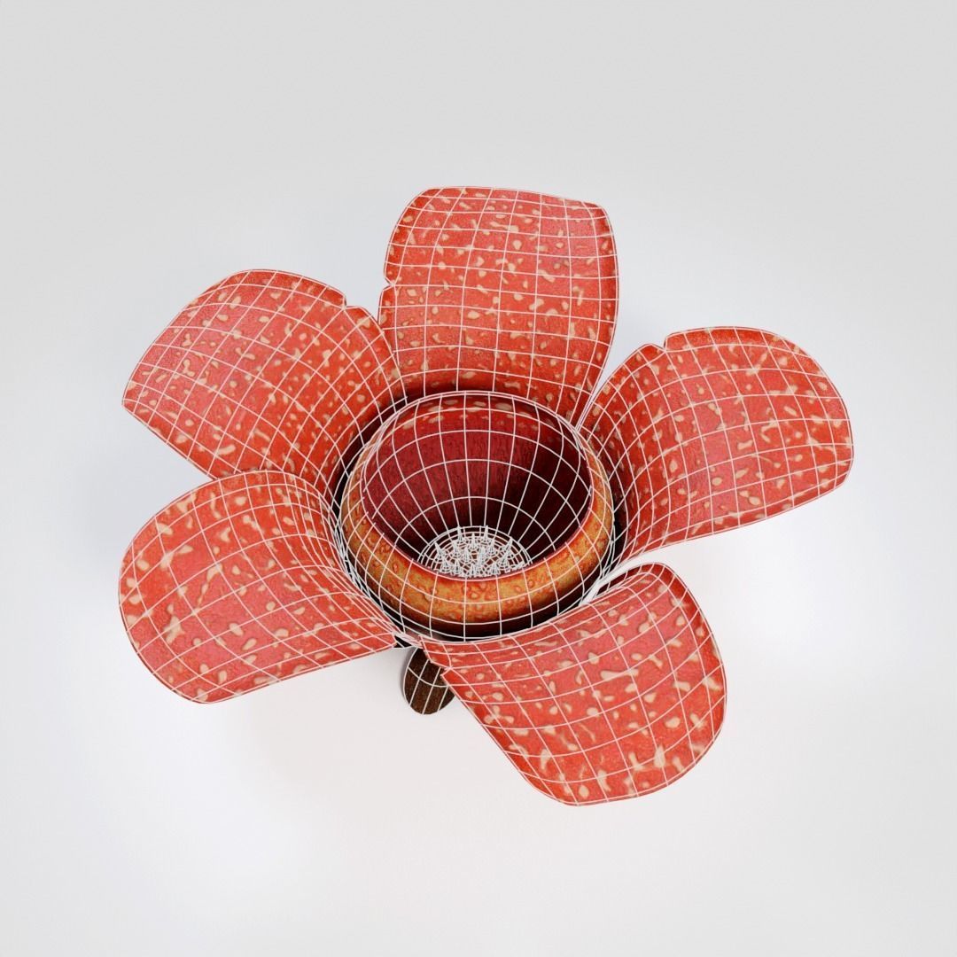 3D model Rafflesia VR / AR / low-poly | CGTrader