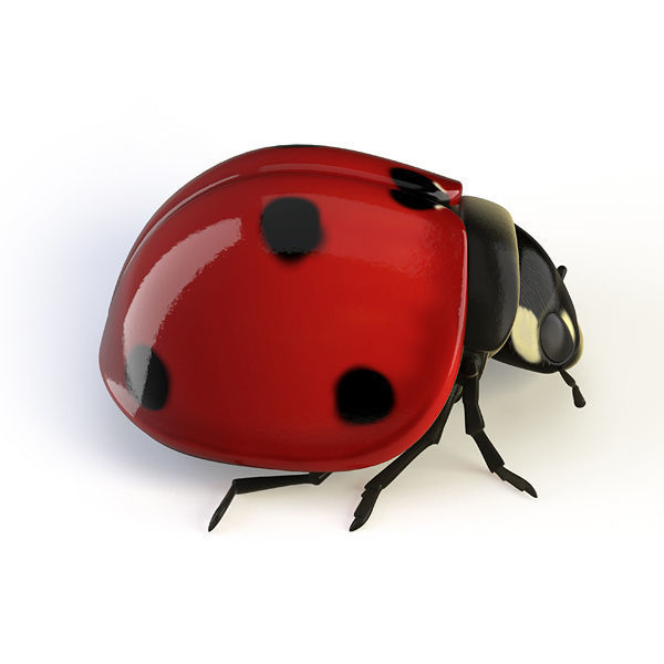 Ladybird 3D model | CGTrader